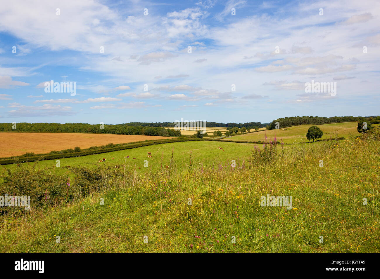 traditional english landscape with livestock fields and wildflowers in ...