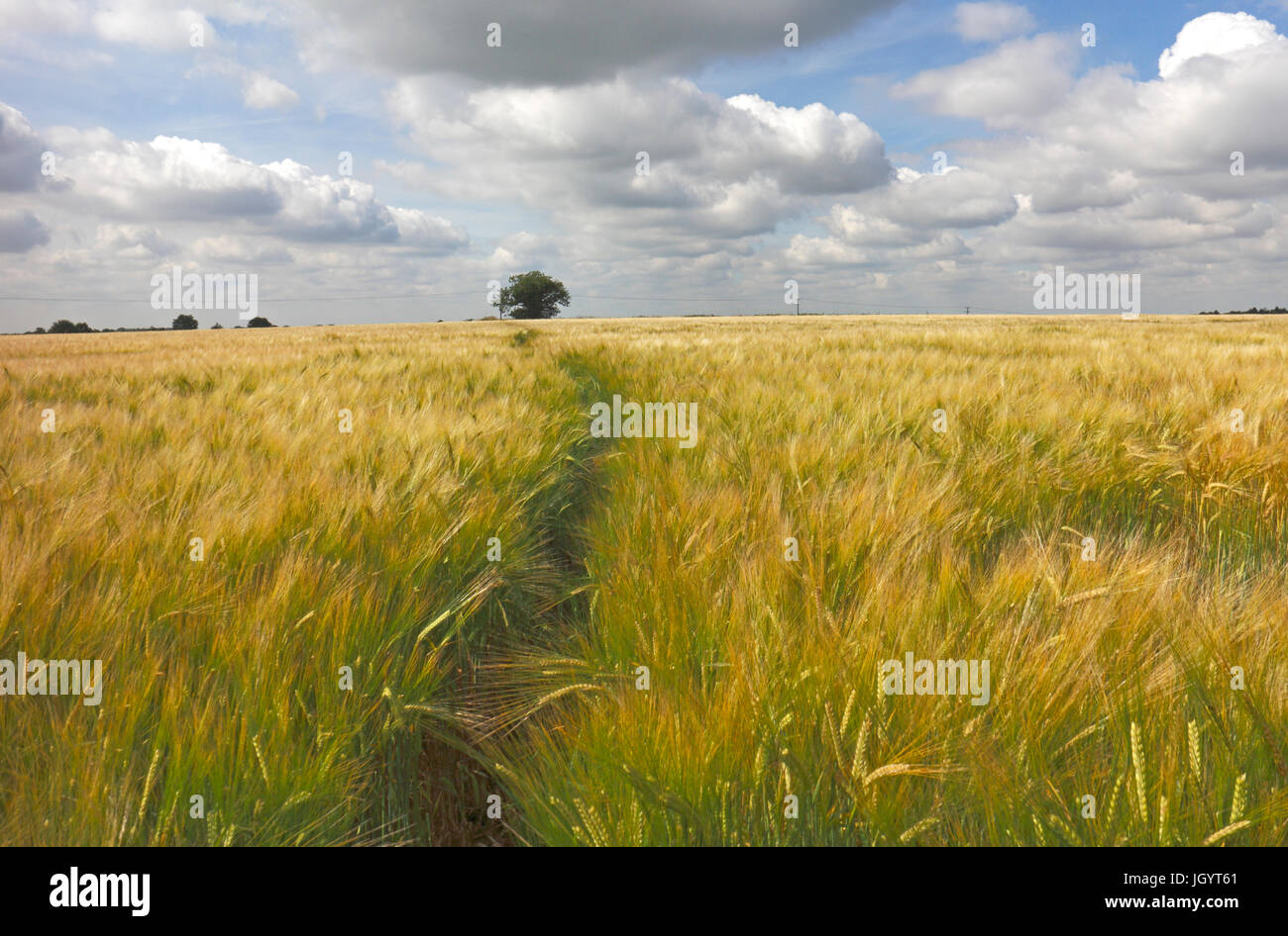 Public footpath across a field hi-res stock photography and images - Alamy