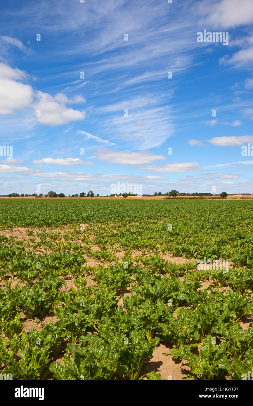 Sugar beet field hi-res stock photography and images - Alamy