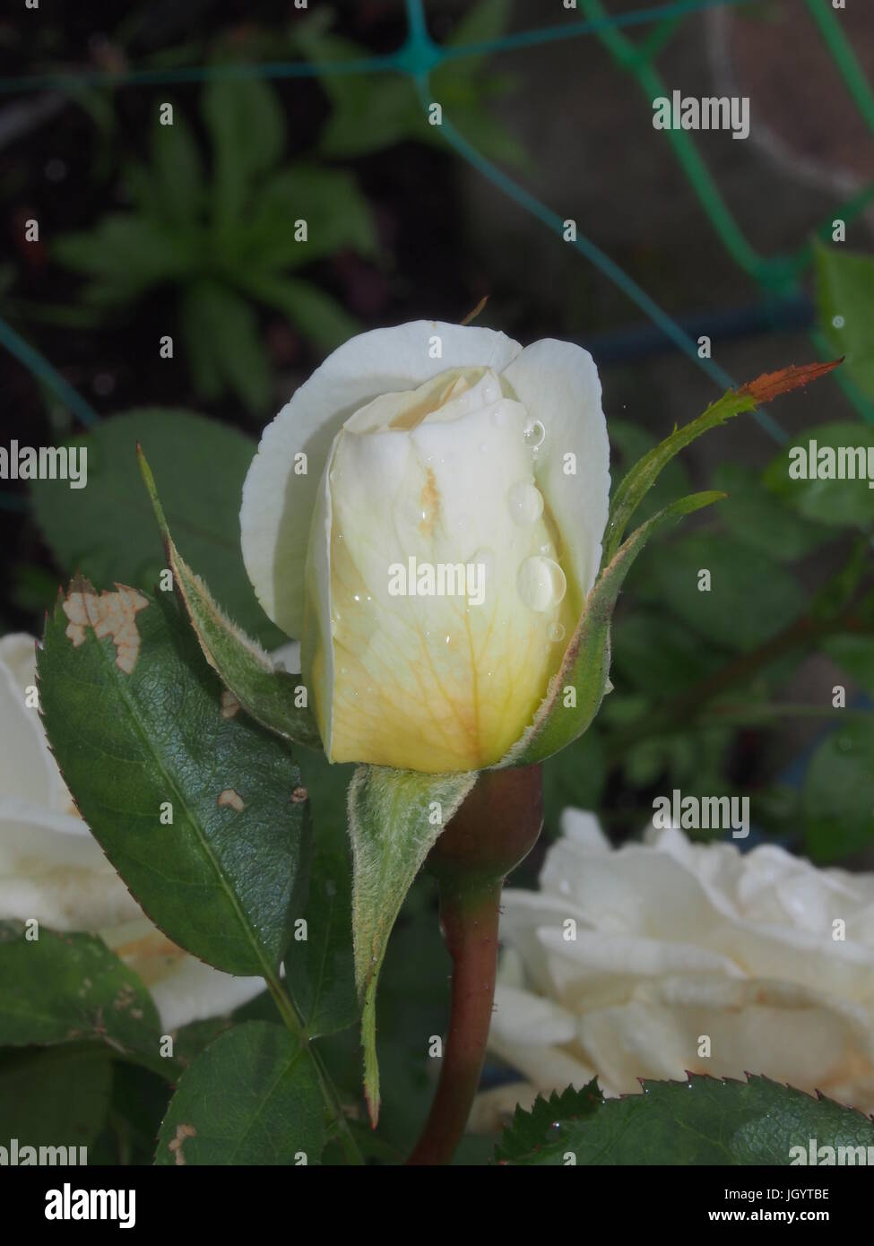 White rose Bud after the rain. Water droplets on the petals of a flower ...