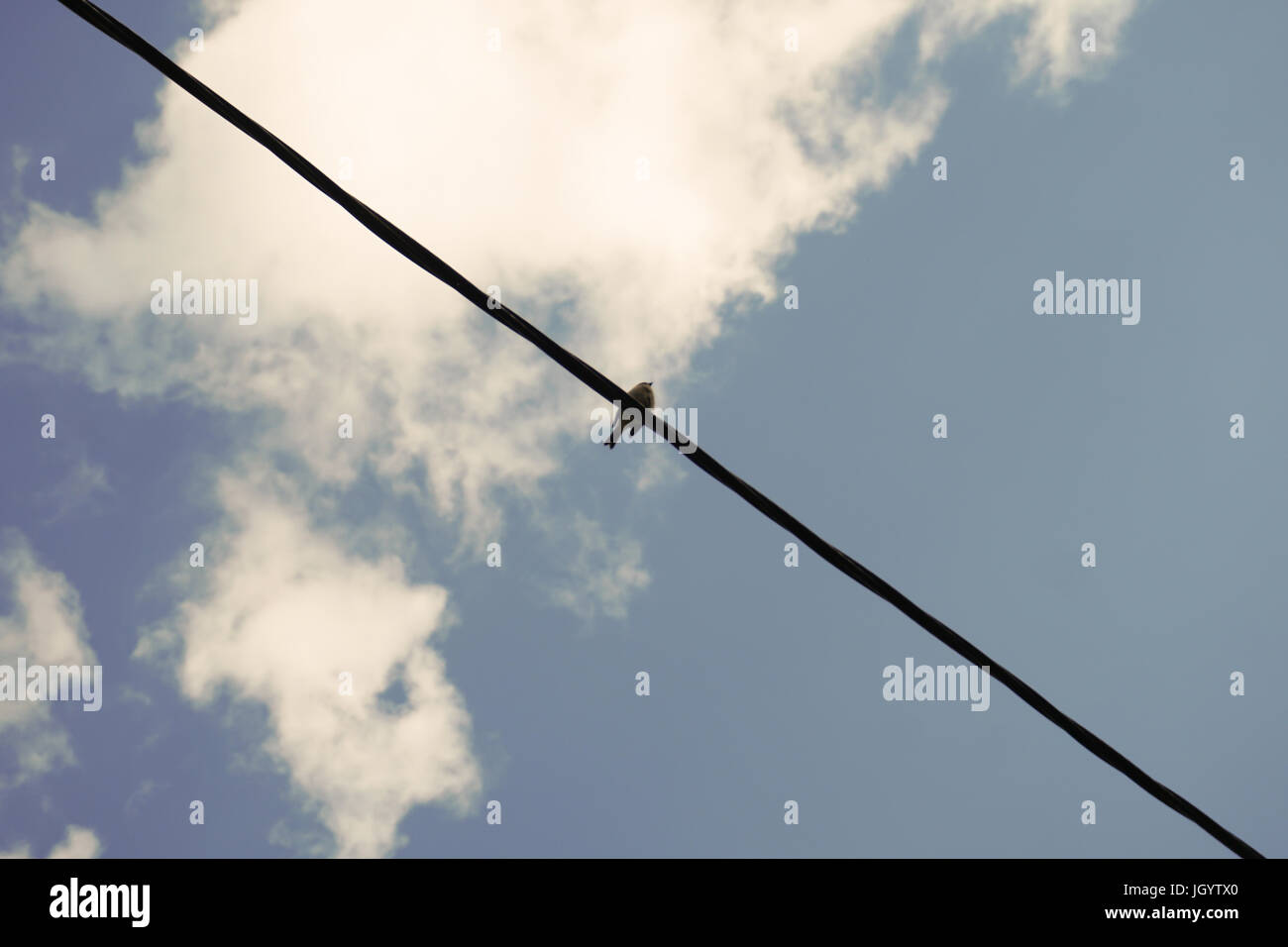 Pigeons on electrical wires hi-res stock photography and images - Alamy