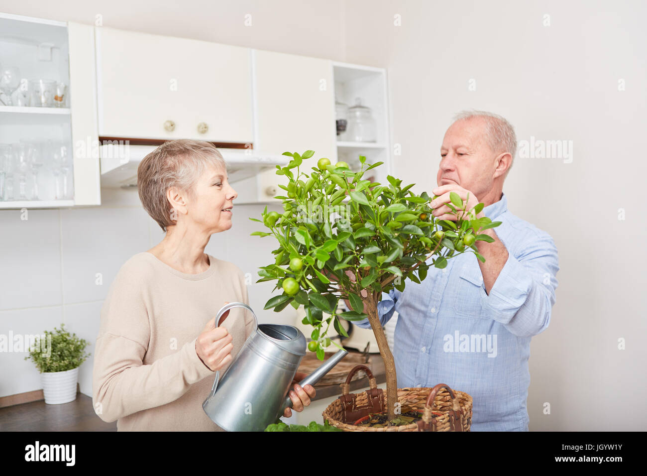 Senior couple gardening in their kitchen their fruit tree in teamwork ...