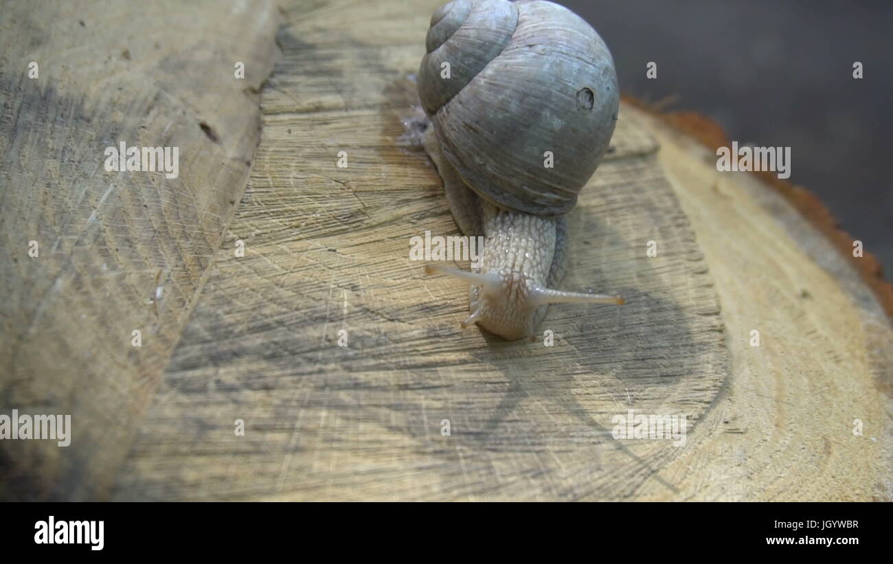 High quality video of snail on the tree stump in 4K Stock Photo - Alamy