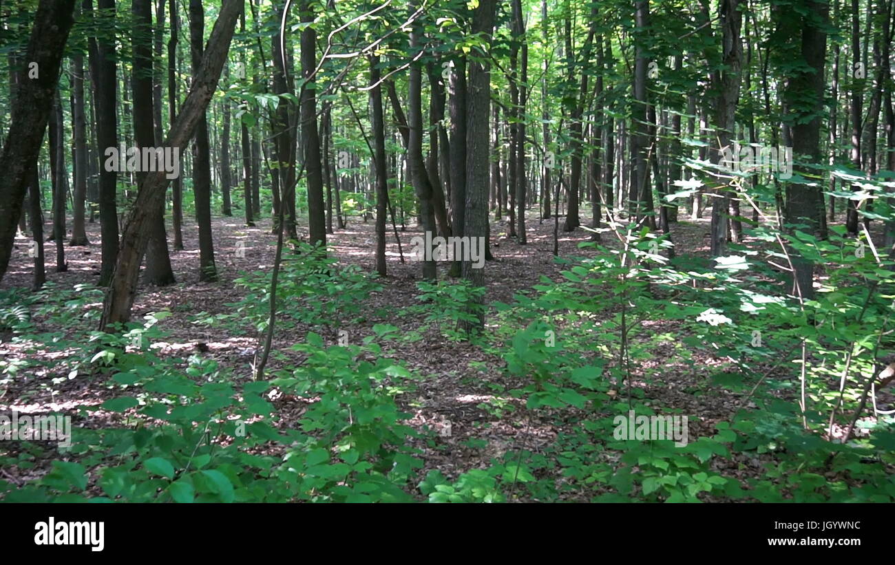 the beauty of the forest, slow motion,green leaves.slow motion Stock ...