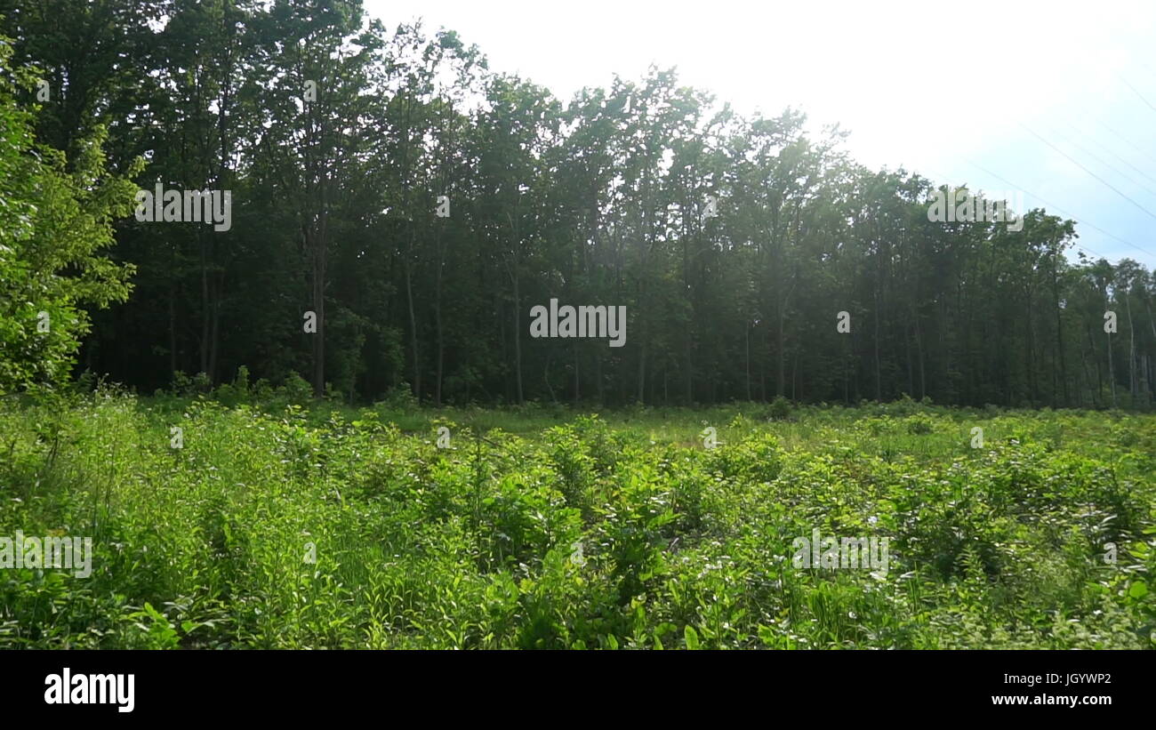 beautiful green forest on the background of sun and sky. Slow motion ...