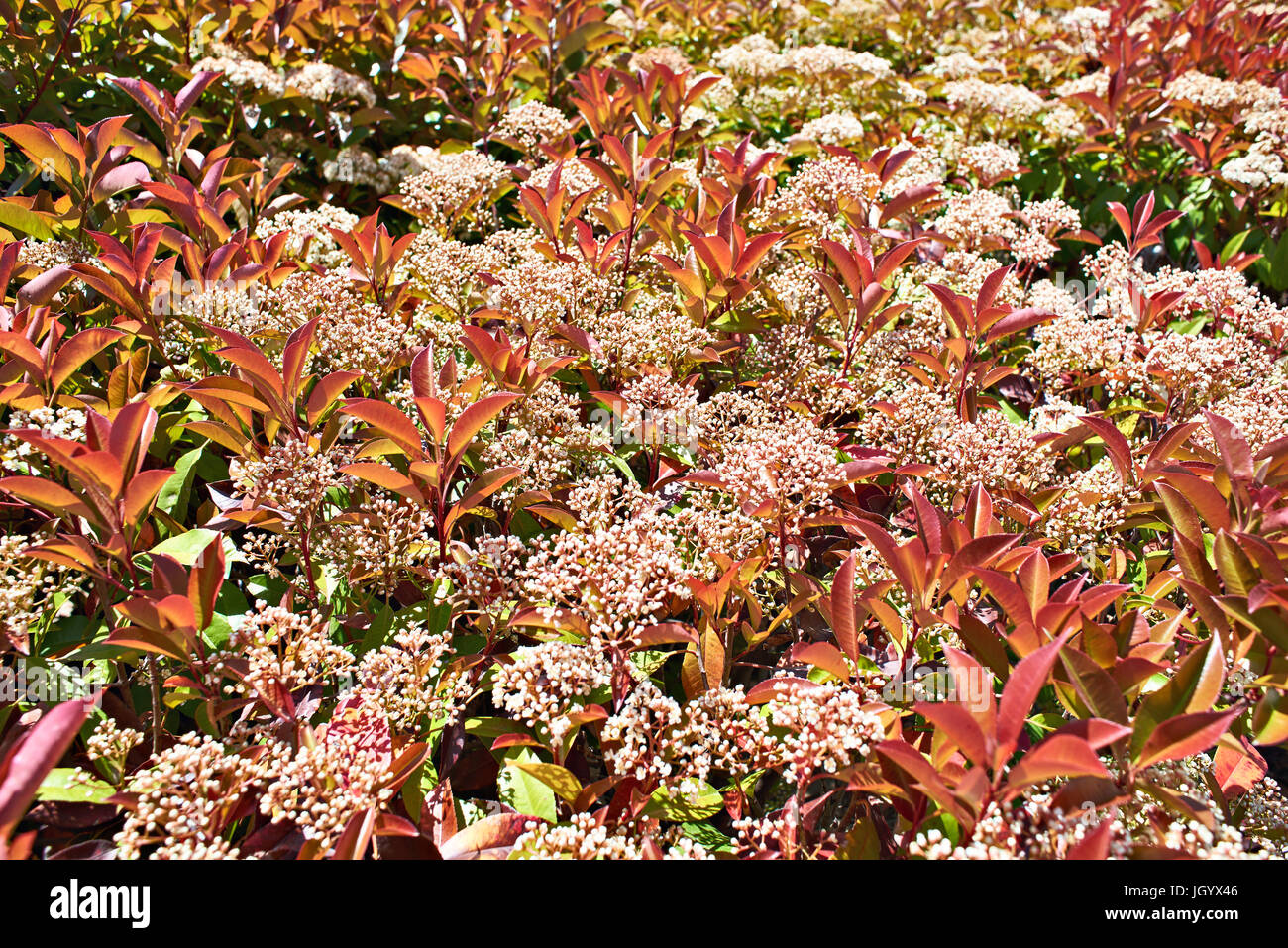 Blooming Red Tip Photinia shrub plant Stock Photo - Alamy