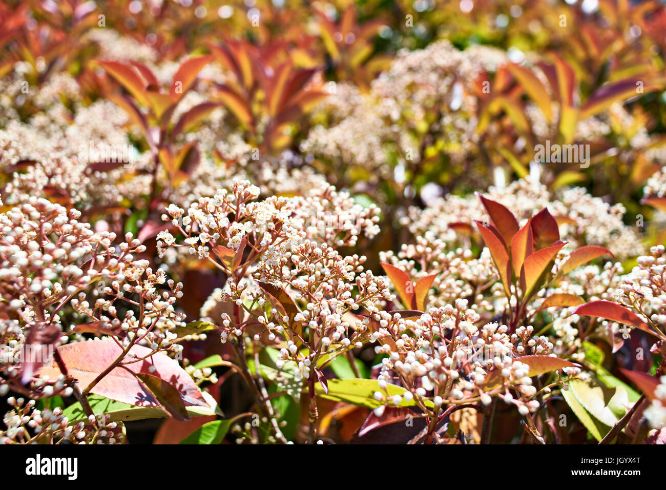 Photinia Tree High Resolution Stock Photography and Images - Alamy