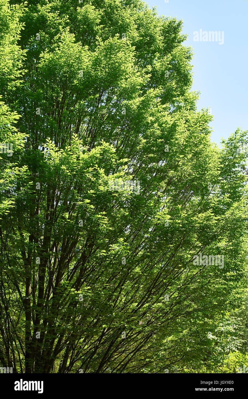 Beautiful tall tree in a summer park Stock Photo - Alamy