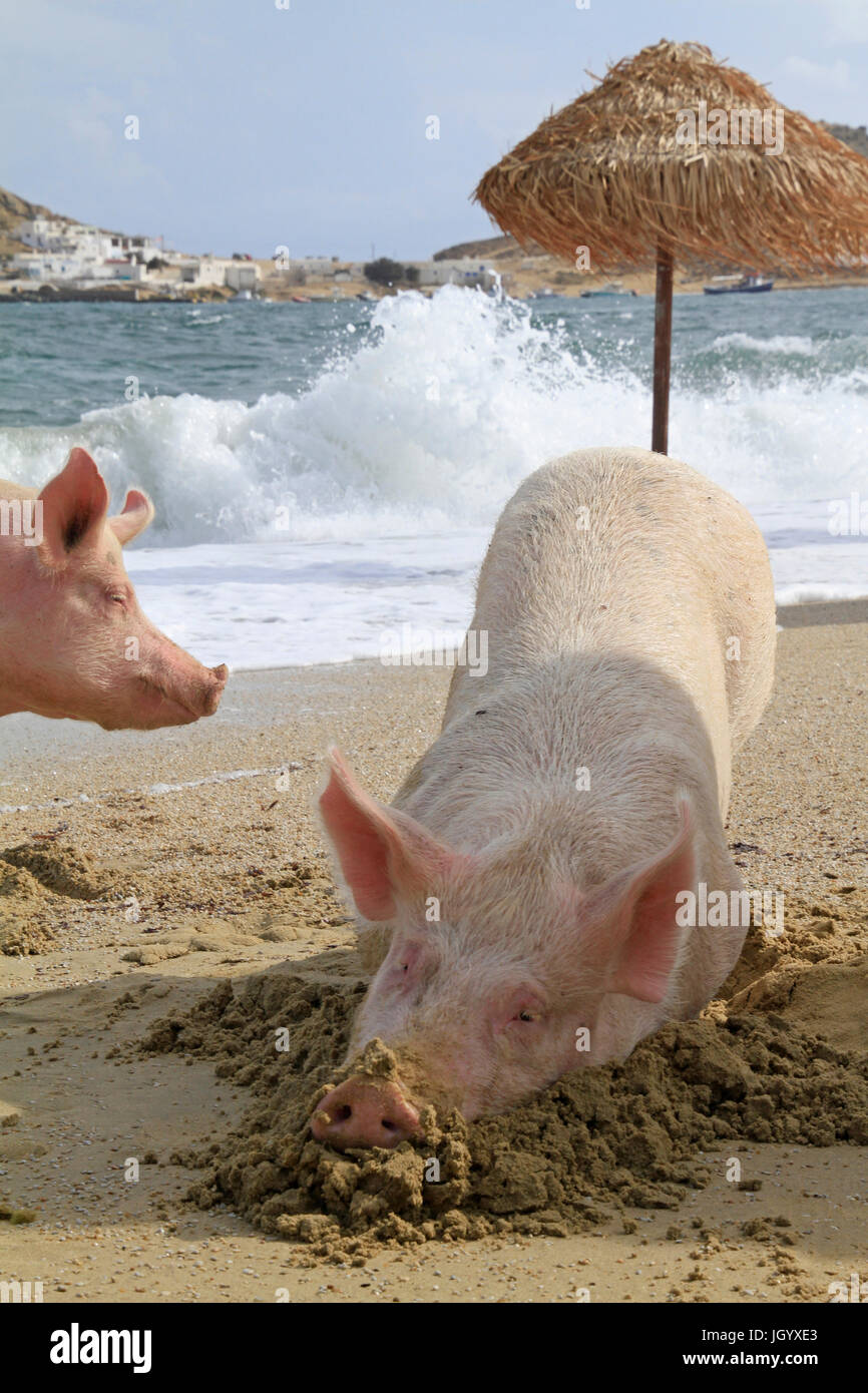 Pigs at a beach in Mykonos, Greece Stock Photo - Alamy