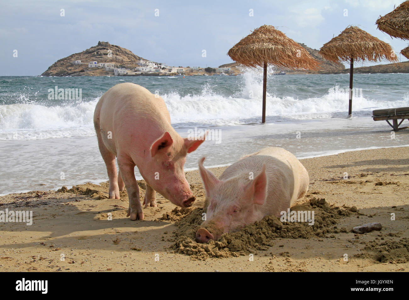 Pigs at a beach in Mykonos, Greece Stock Photo - Alamy