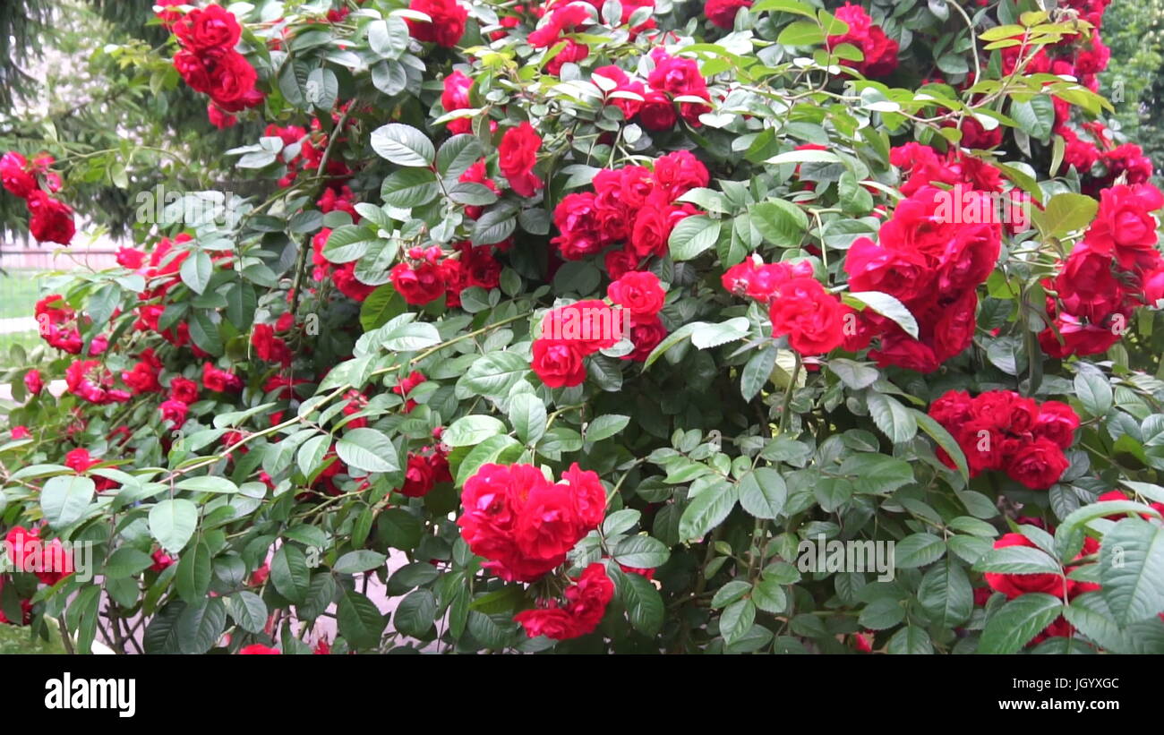 the flowers are wild roses growing in the form of an arch Stock Photo ...