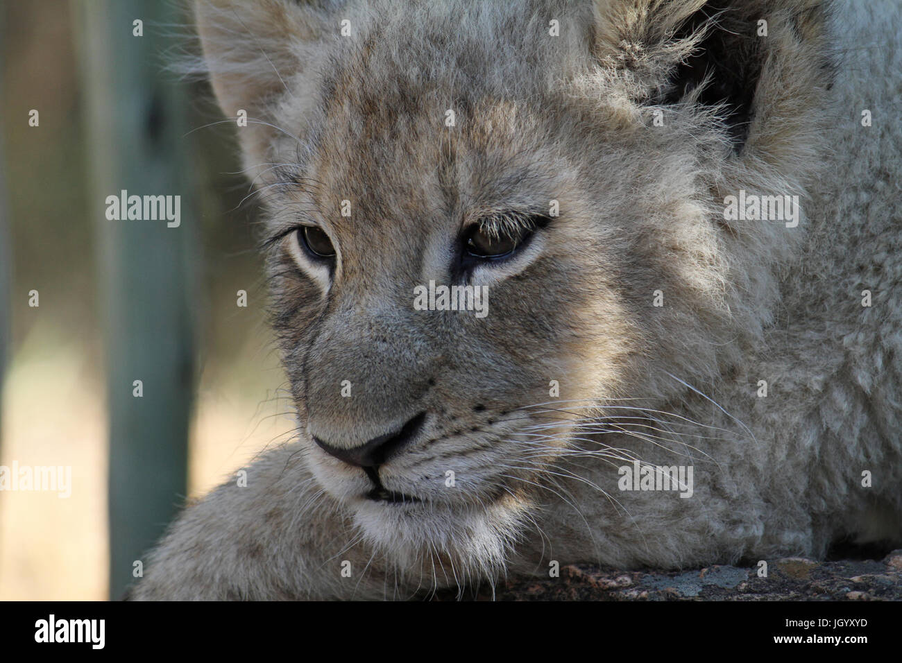 Sleepy lion cub Stock Photo - Alamy