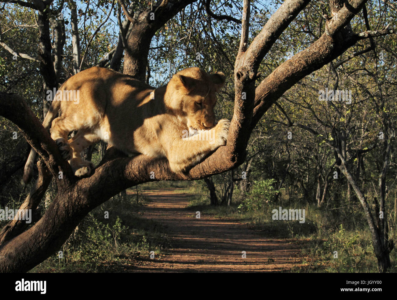 Lion taking a nap in a tree Stock Photo - Alamy