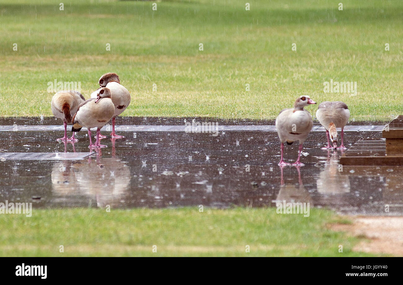 Ducks in a puddle around a statue of Queen Elizabeth II in the rain in ...