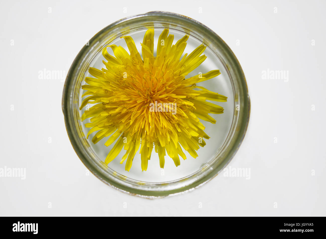 Dandelion top root hi-res stock photography and images - Alamy