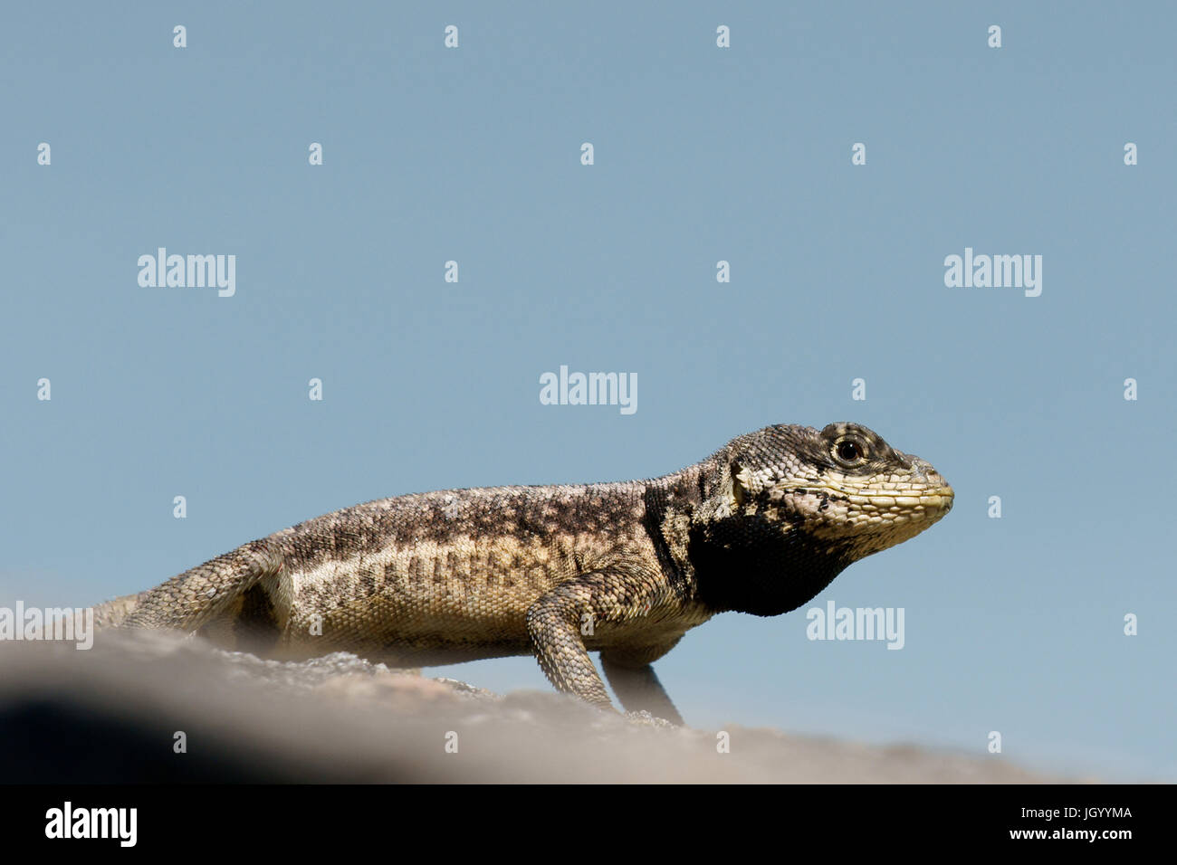 Lizards of brazil hi-res stock photography and images - Alamy