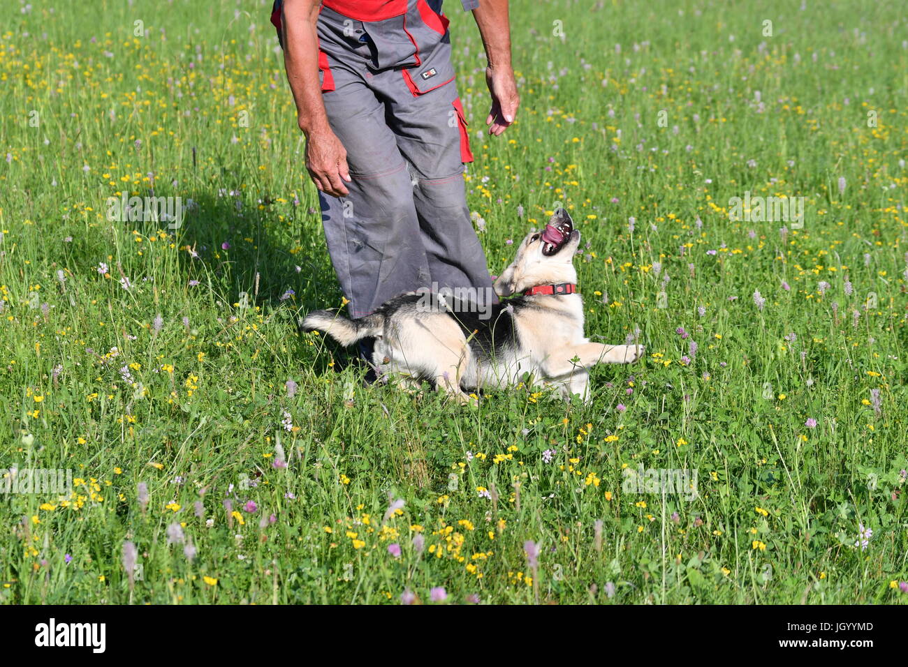 human playing and training commnads the dog Stock Photo - Alamy