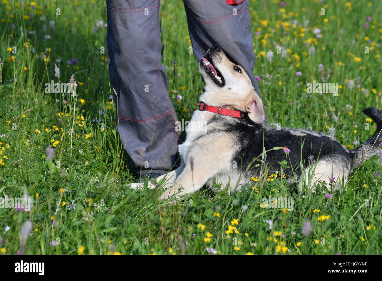 human playing and training commnads the dog Stock Photo - Alamy