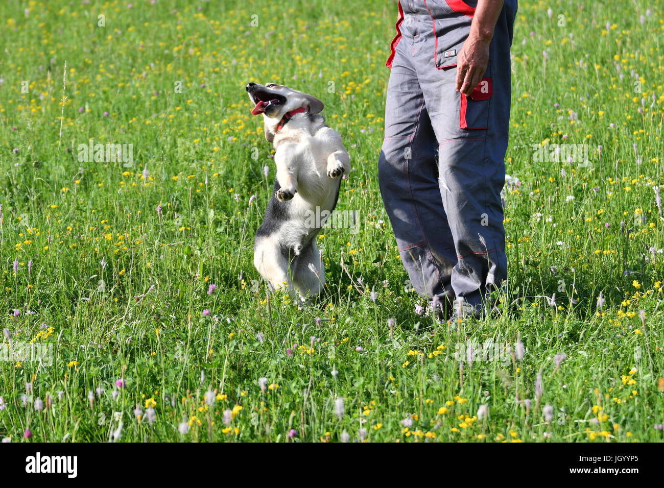 Human Training Dog High Resolution Stock Photography and Images - Alamy
