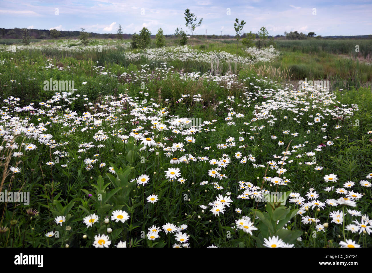 Field of daisies in Montague, MI, USA Stock Photo - Alamy