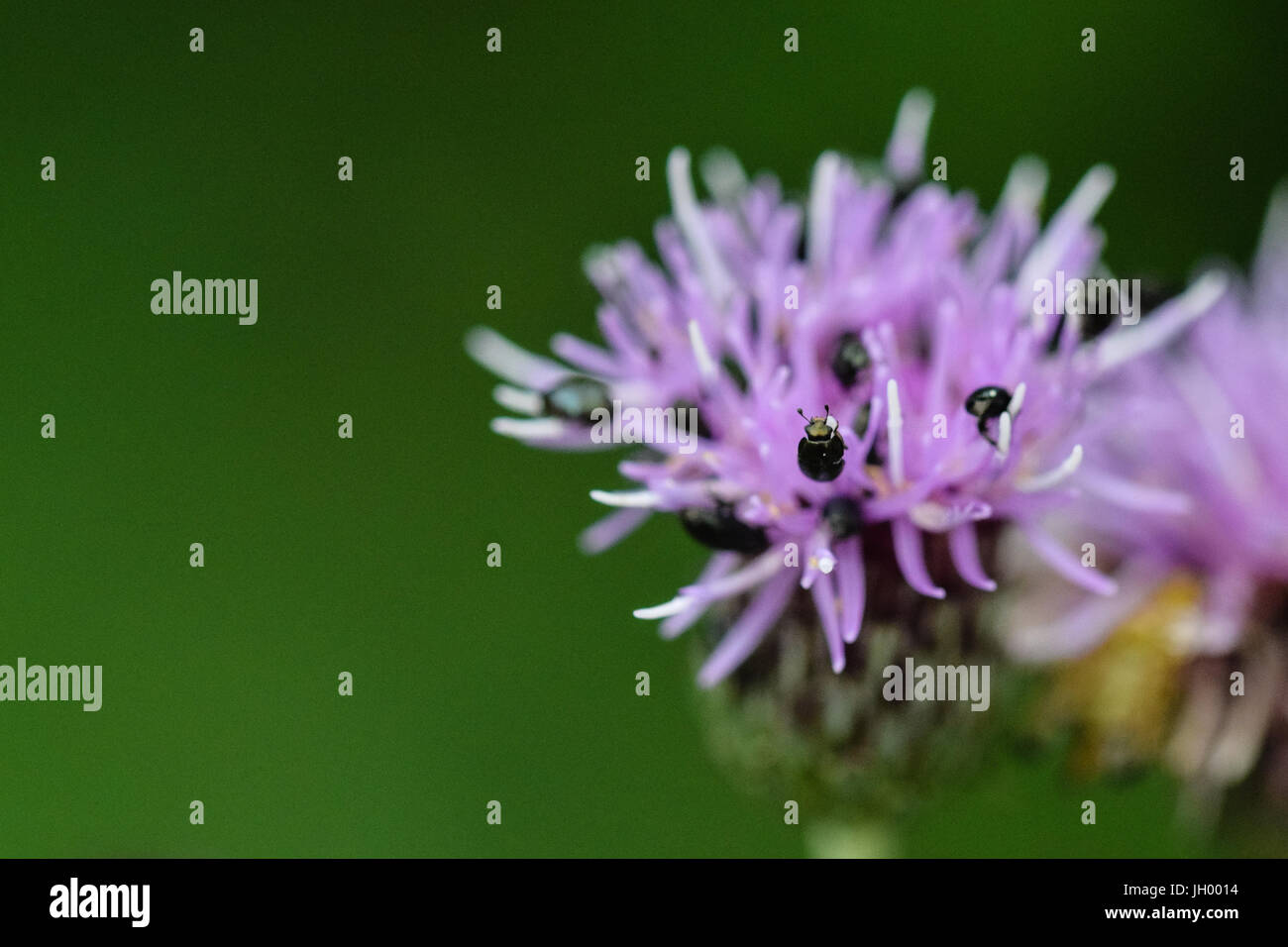 Thunder flies or grain thrips on a purple Scottish thistle flower Stock ...