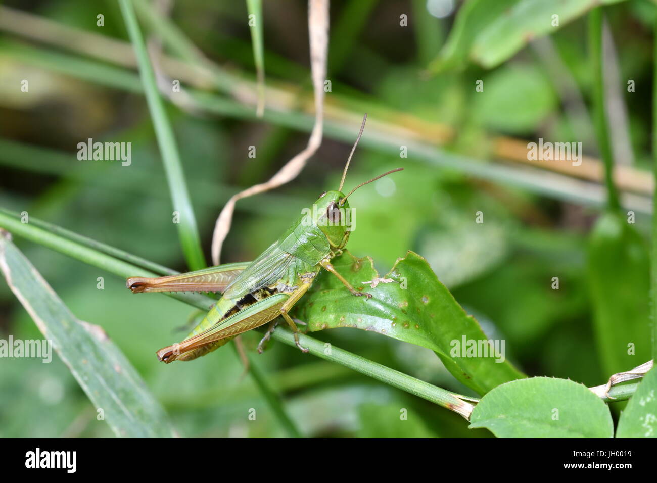 Black Grasshoppers On Grass High Resolution Stock Photography and ...