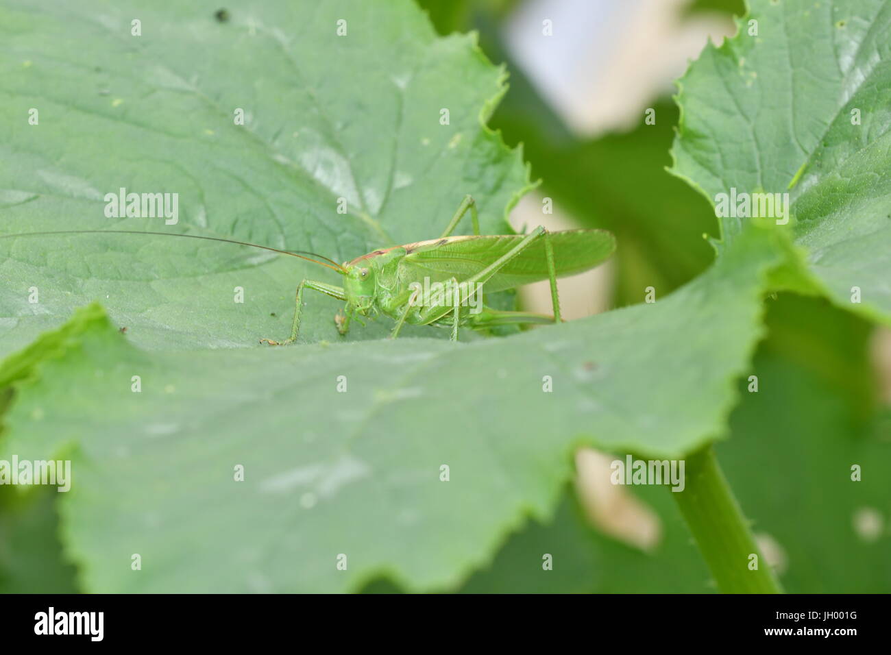 grasshoppers bug insects on the grass Stock Photo - Alamy