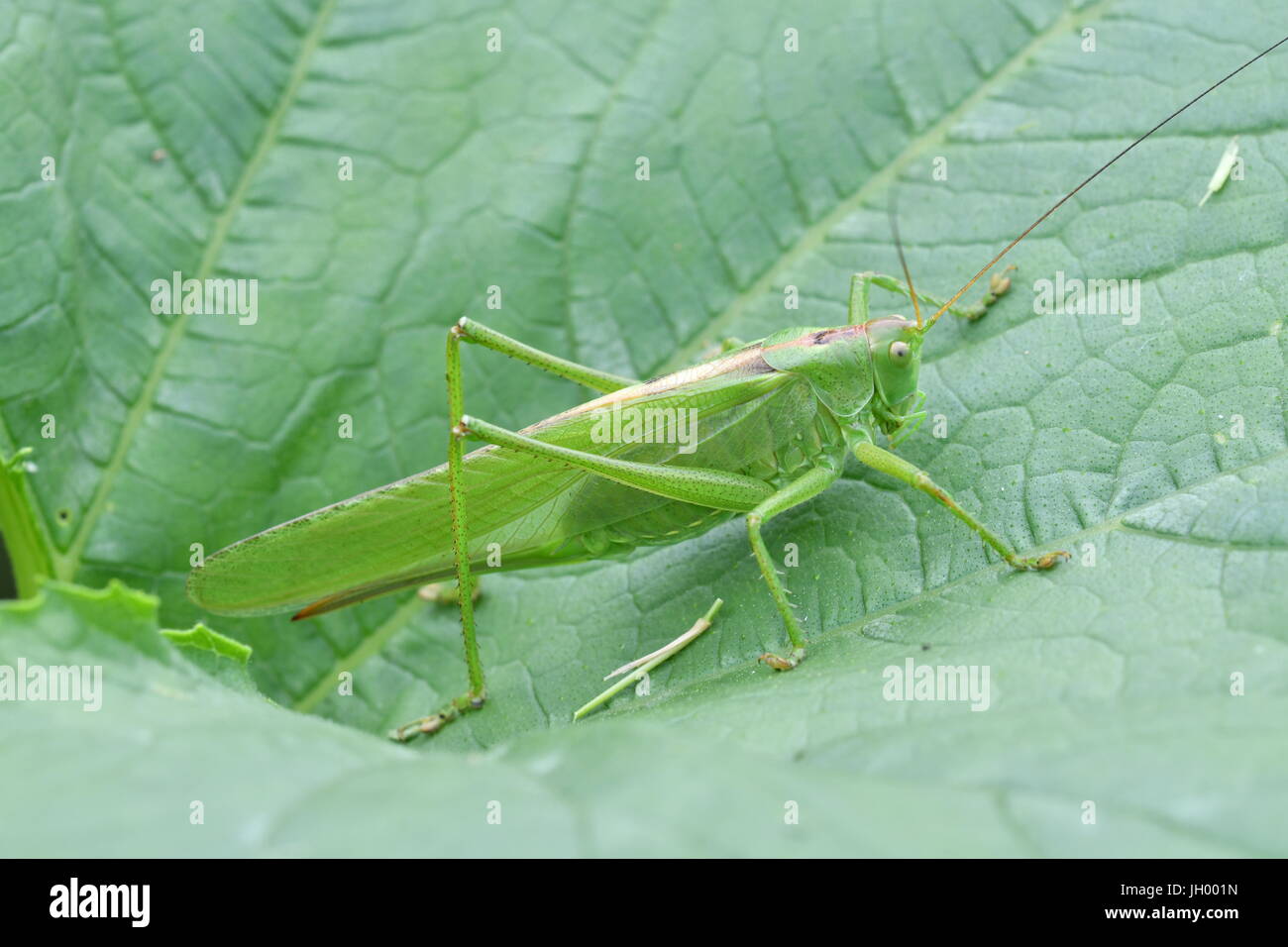 grasshoppers bug insects on the grass Stock Photo - Alamy