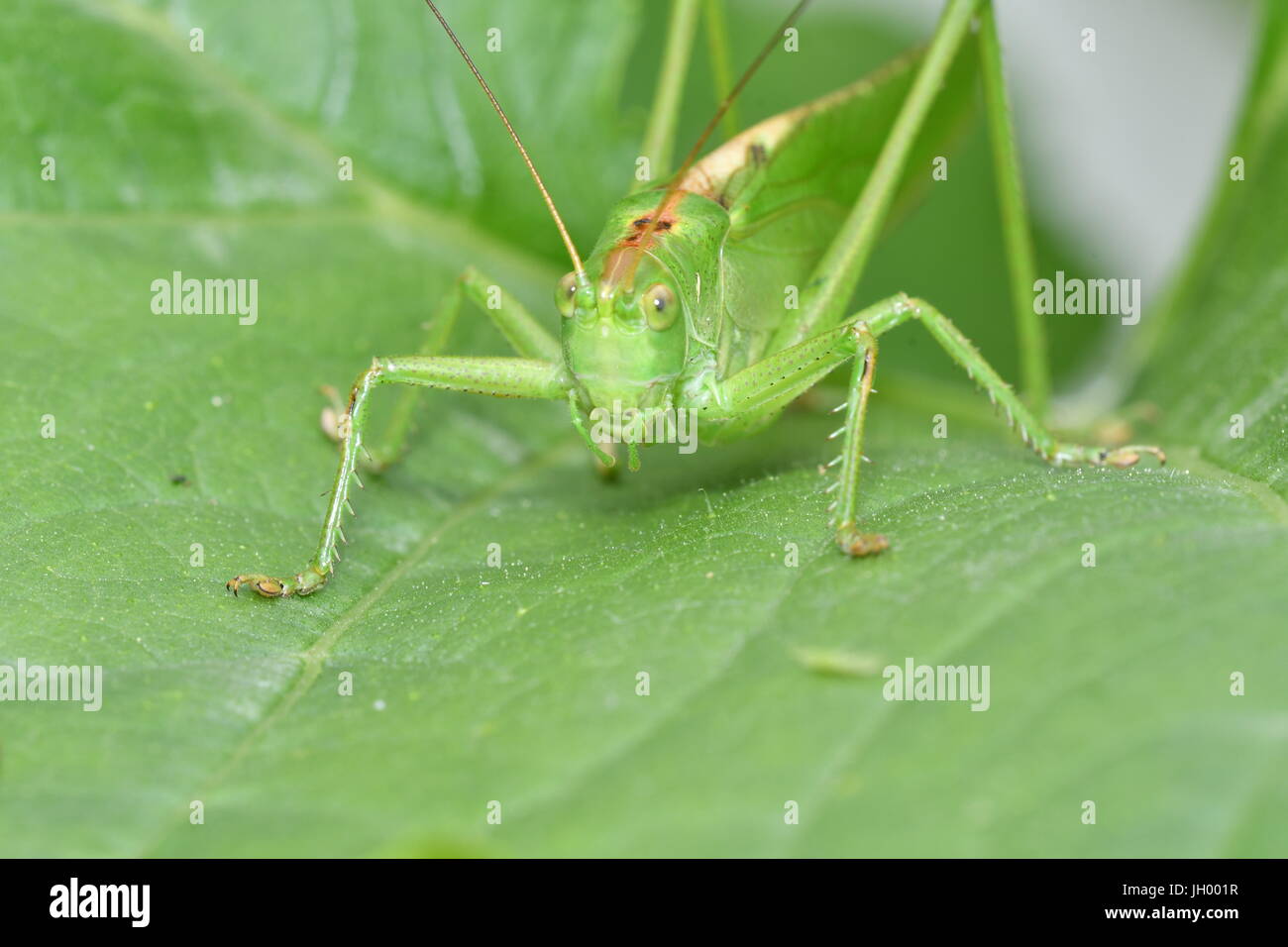 grasshoppers bug insects on the grass Stock Photo - Alamy