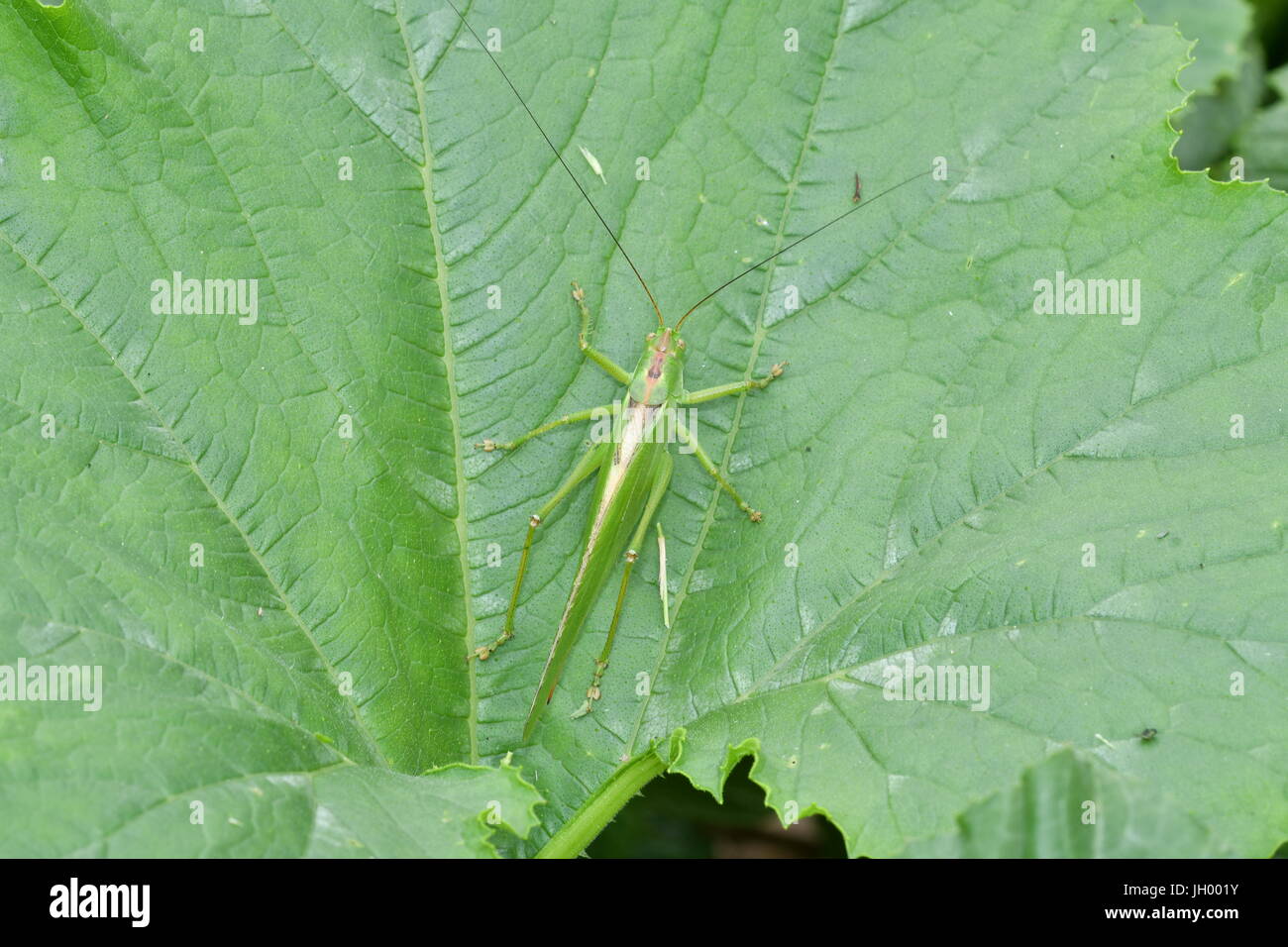 grasshoppers bug insects on the grass Stock Photo - Alamy