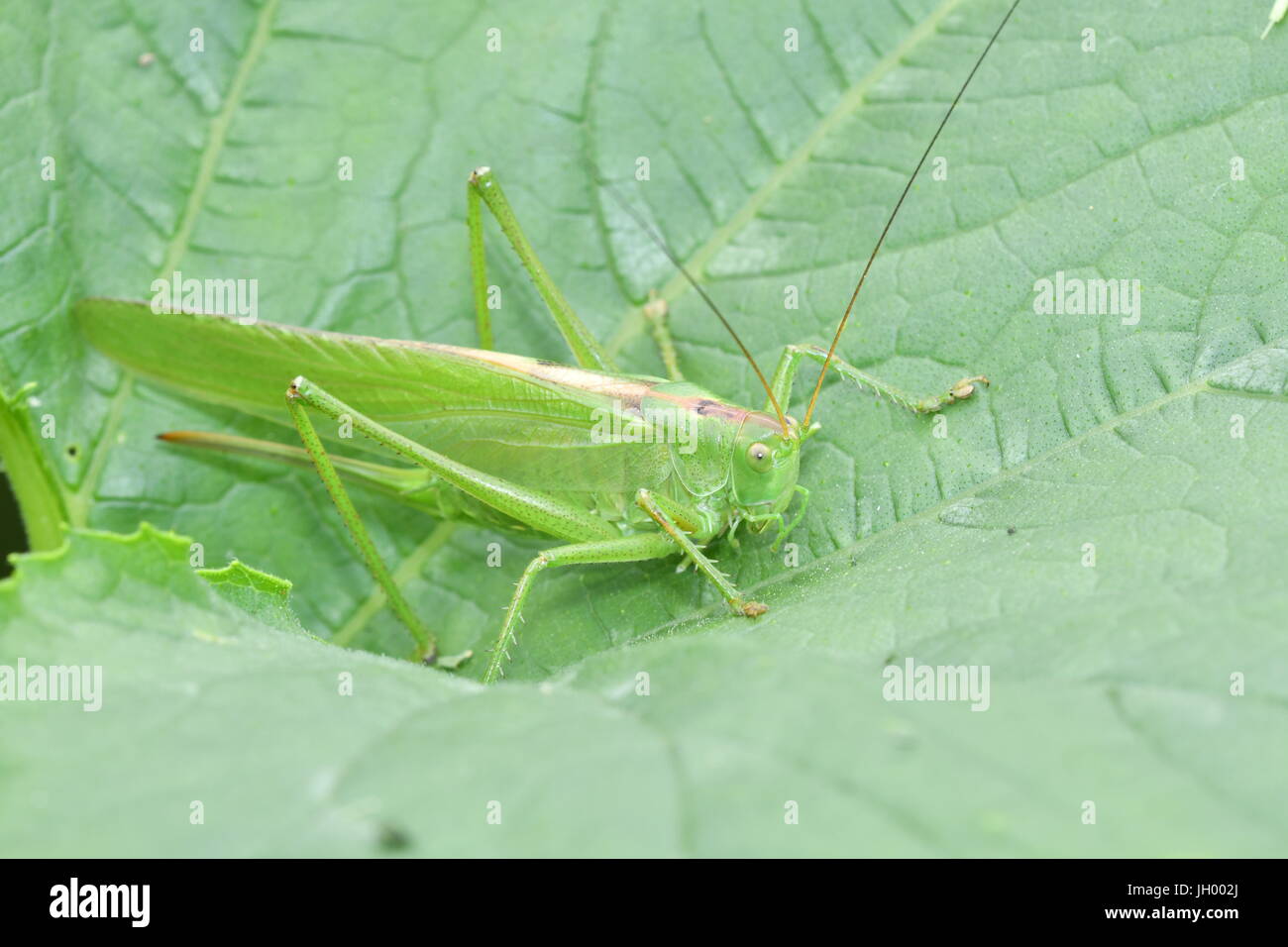 Black Grasshoppers On Grass High Resolution Stock Photography and ...