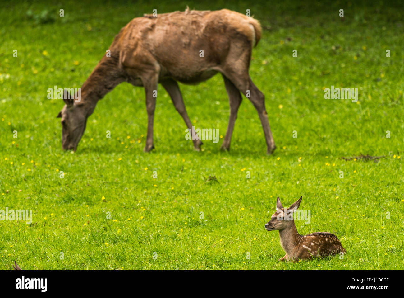 Red Deer in Bialowieza Forest Bialowieski Park Narodowy in Poland Stock ...