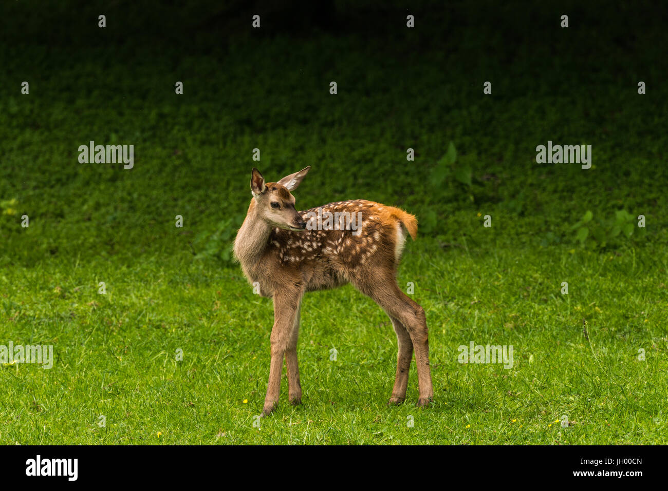 Red Deer in Bialowieza Forest Bialowieski Park Narodowy in Poland Stock ...