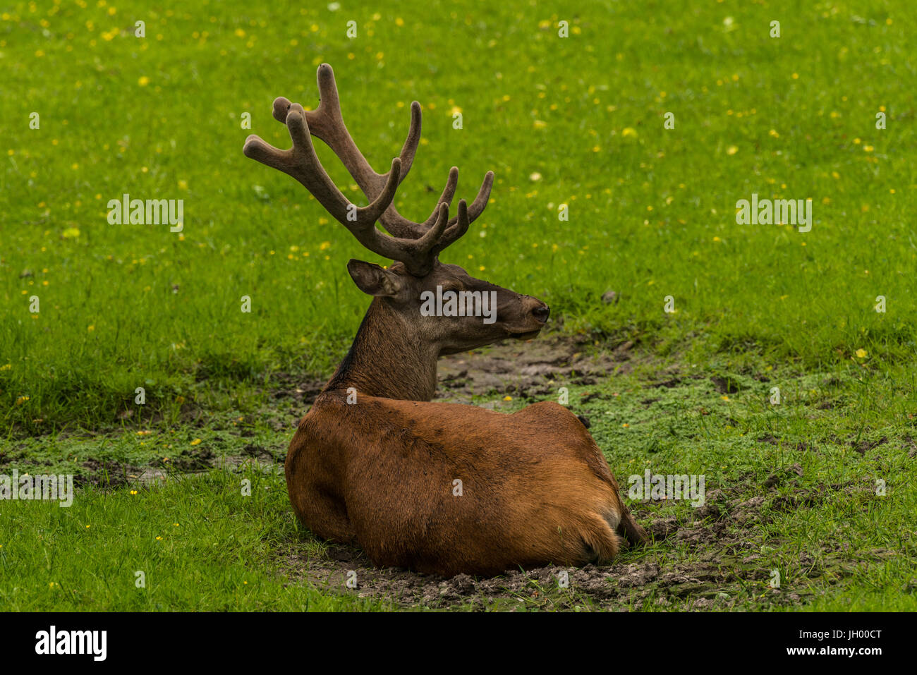 Red Deer in Bialowieza Forest Bialowieski Park Narodowy in Poland Stock ...