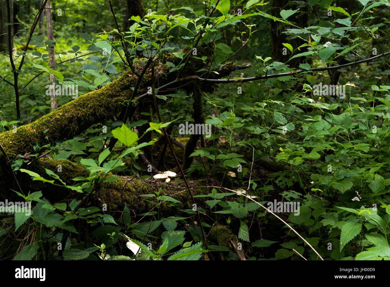 Fallen tree in the Bialowieza Forest Bialowieski Park Narodowy Stock ...