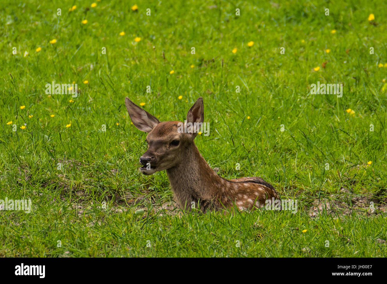 Red Deer in Bialowieza Forest Bialowieski Park Narodowy in Poland Stock ...