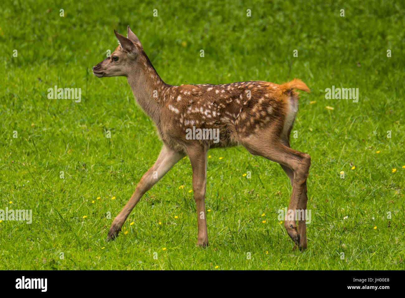 Red Deer in Bialowieza Forest Bialowieski Park Narodowy in Poland Stock ...