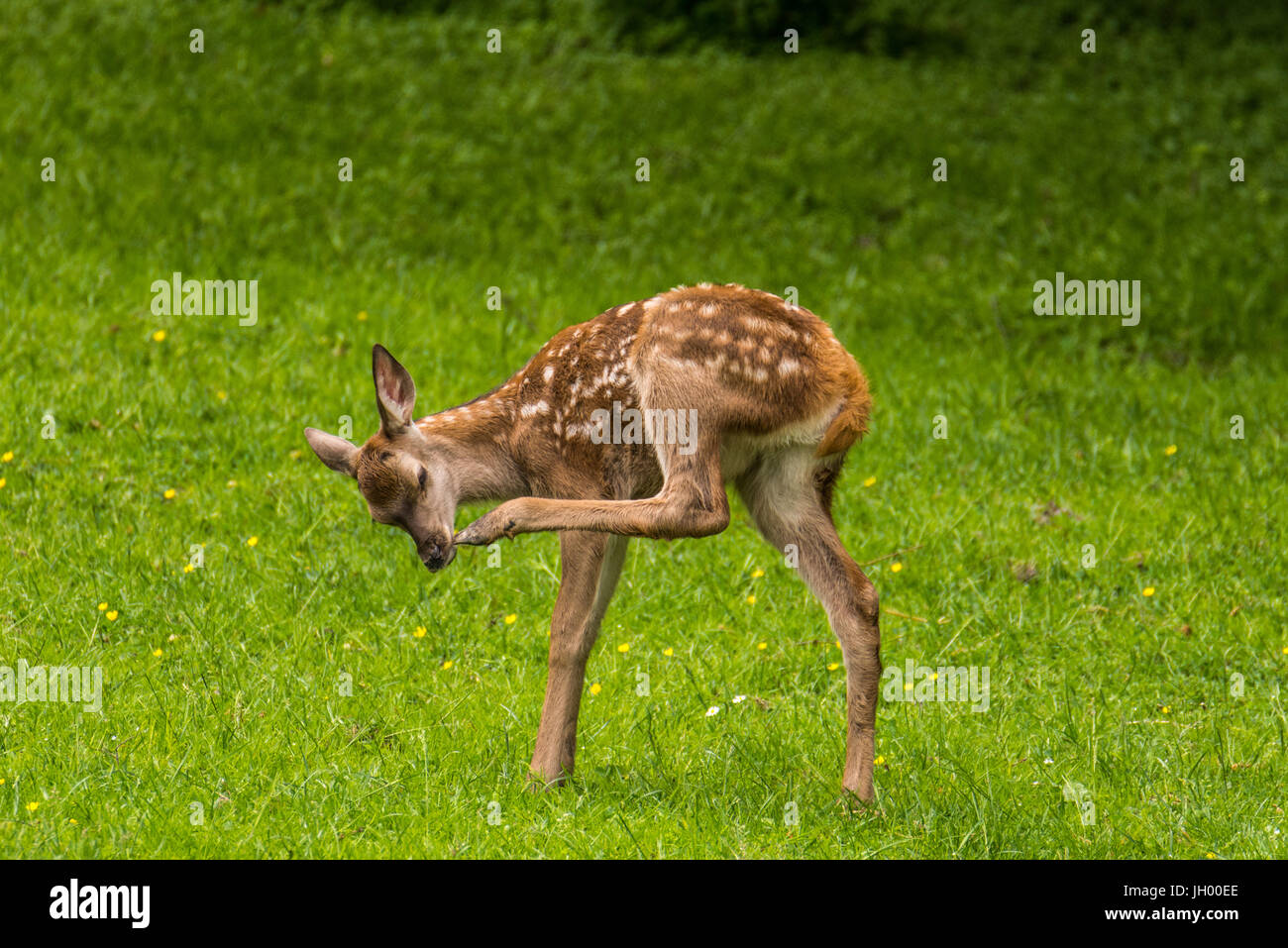 Red Deer in Bialowieza Forest Bialowieski Park Narodowy in Poland Stock ...