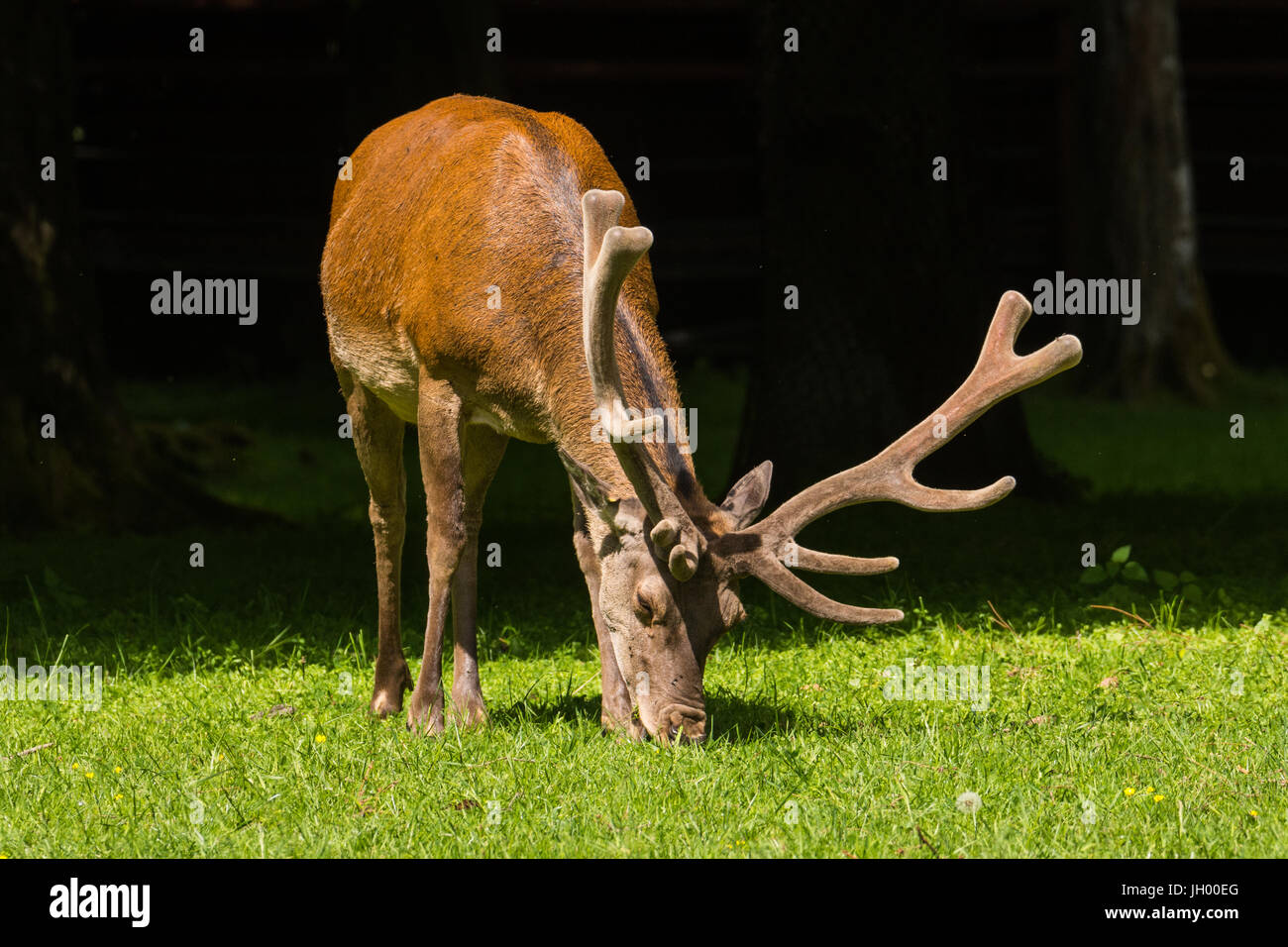 Red Deer in Bialowieza Forest Bialowieski Park Narodowy in Poland Stock ...