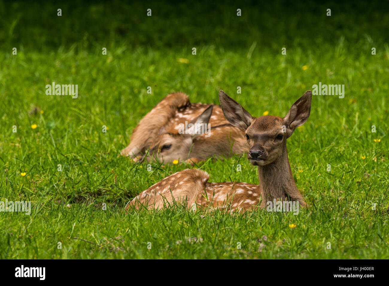 Red Deer in Bialowieza Forest Bialowieski Park Narodowy in Poland Stock ...