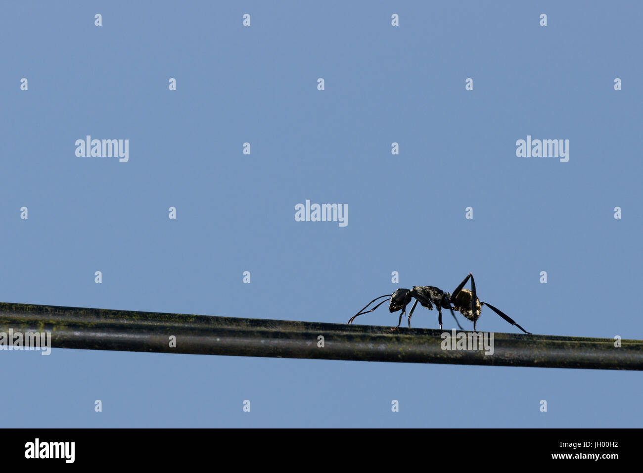 Ant brazil hi-res stock photography and images - Alamy