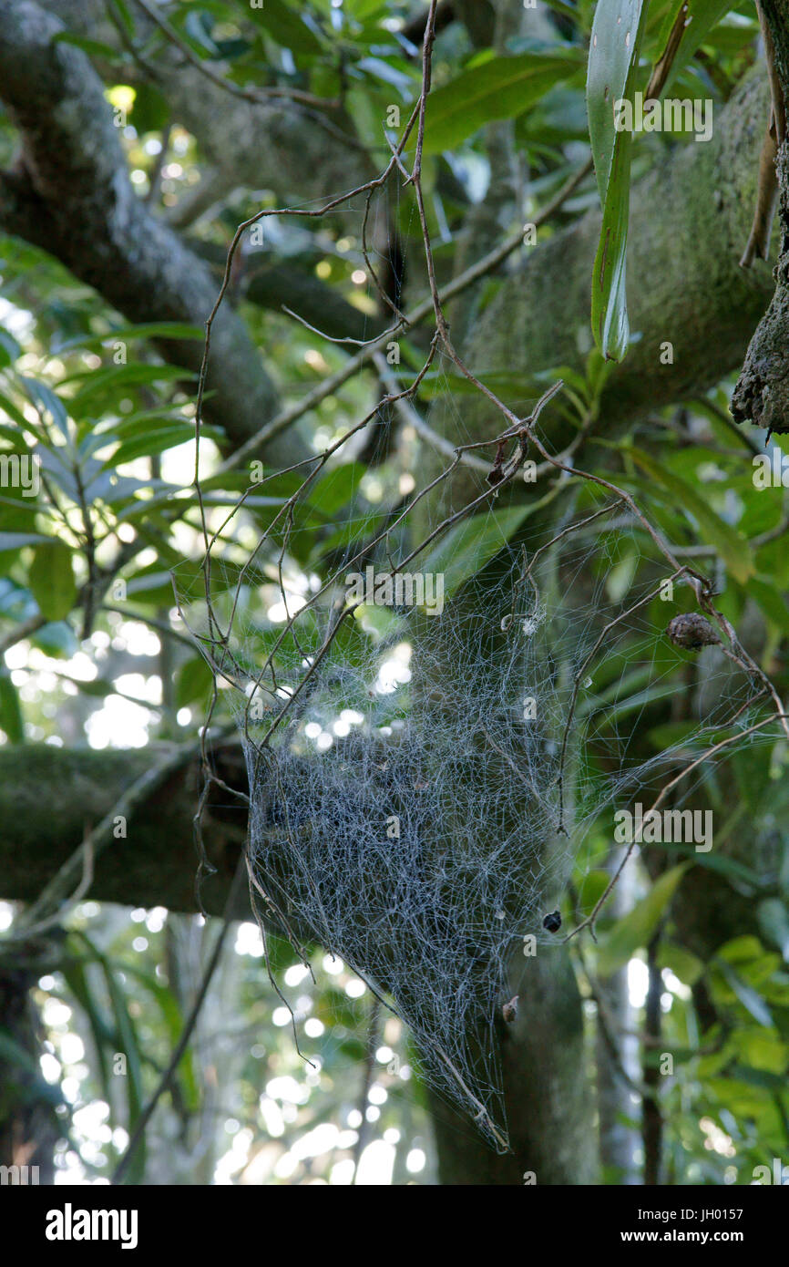 Tree, Spider's web, Nature, Trindade, Rio de Janeiro, Brazil Stock ...