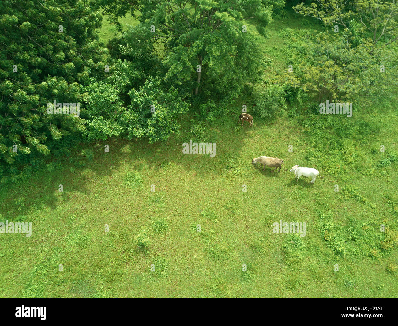 Cows on meadow above view from drone. Group of cows stay on green field ...