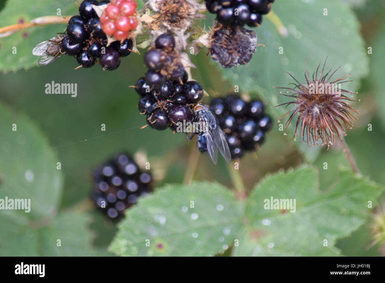 Brambles vine hi-res stock photography and images - Alamy