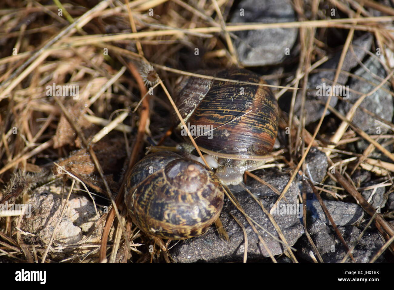 Mating snails, Cornu aspersum Stock Photo - Alamy