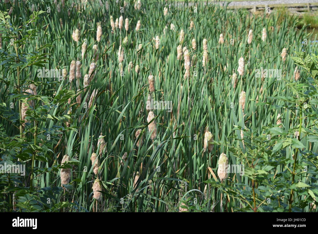 Bull Rush High Resolution Stock Photography and Images - Alamy