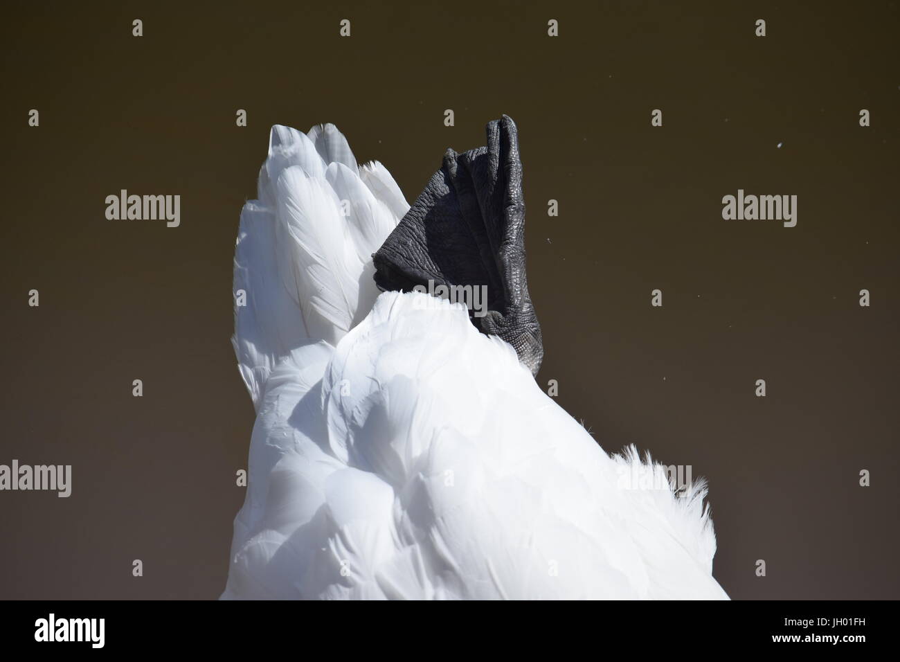 Swan Feet Stock Photos & Swan Feet Stock Images - Alamy