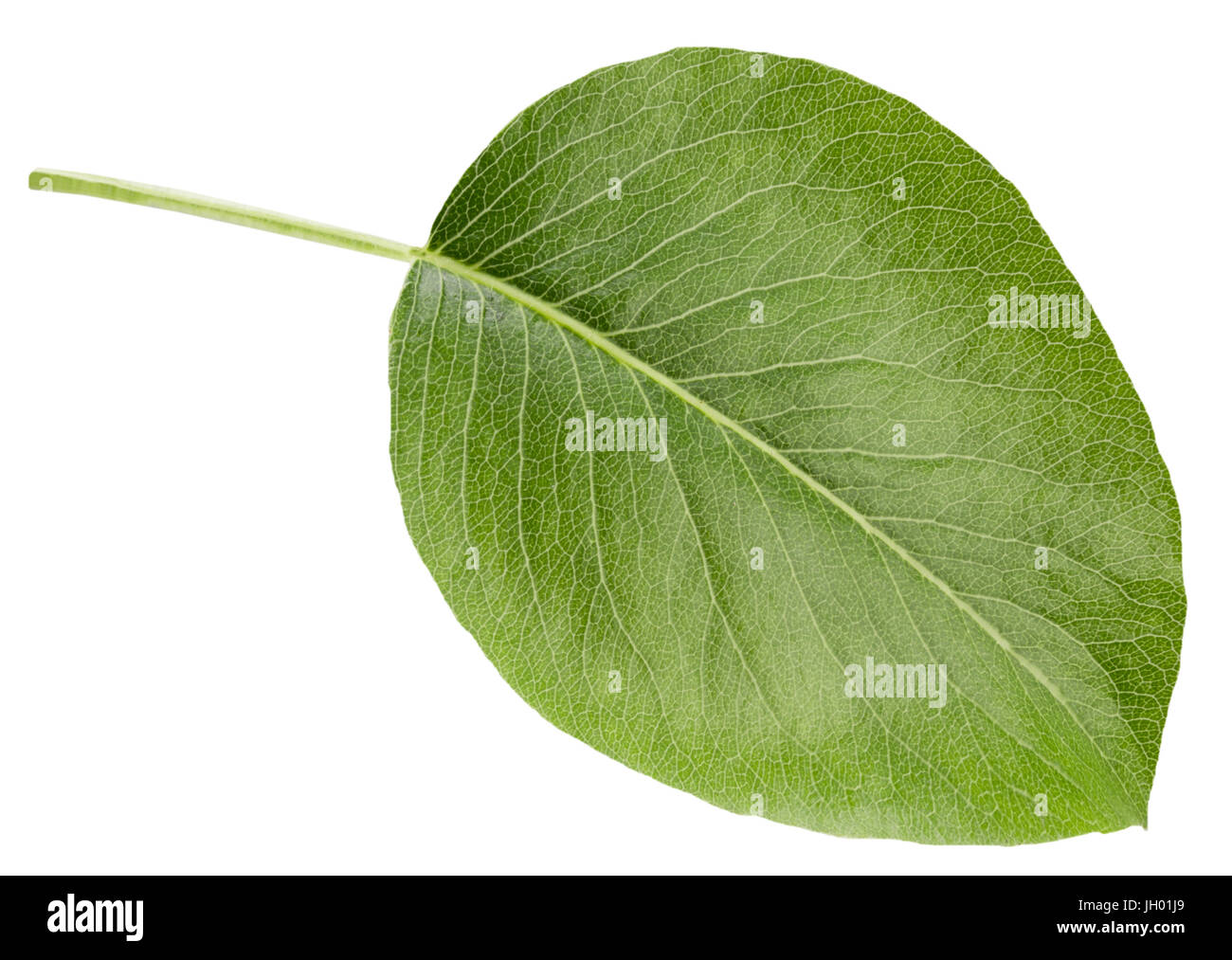 Apricot leaf hi-res stock photography and images - Alamy