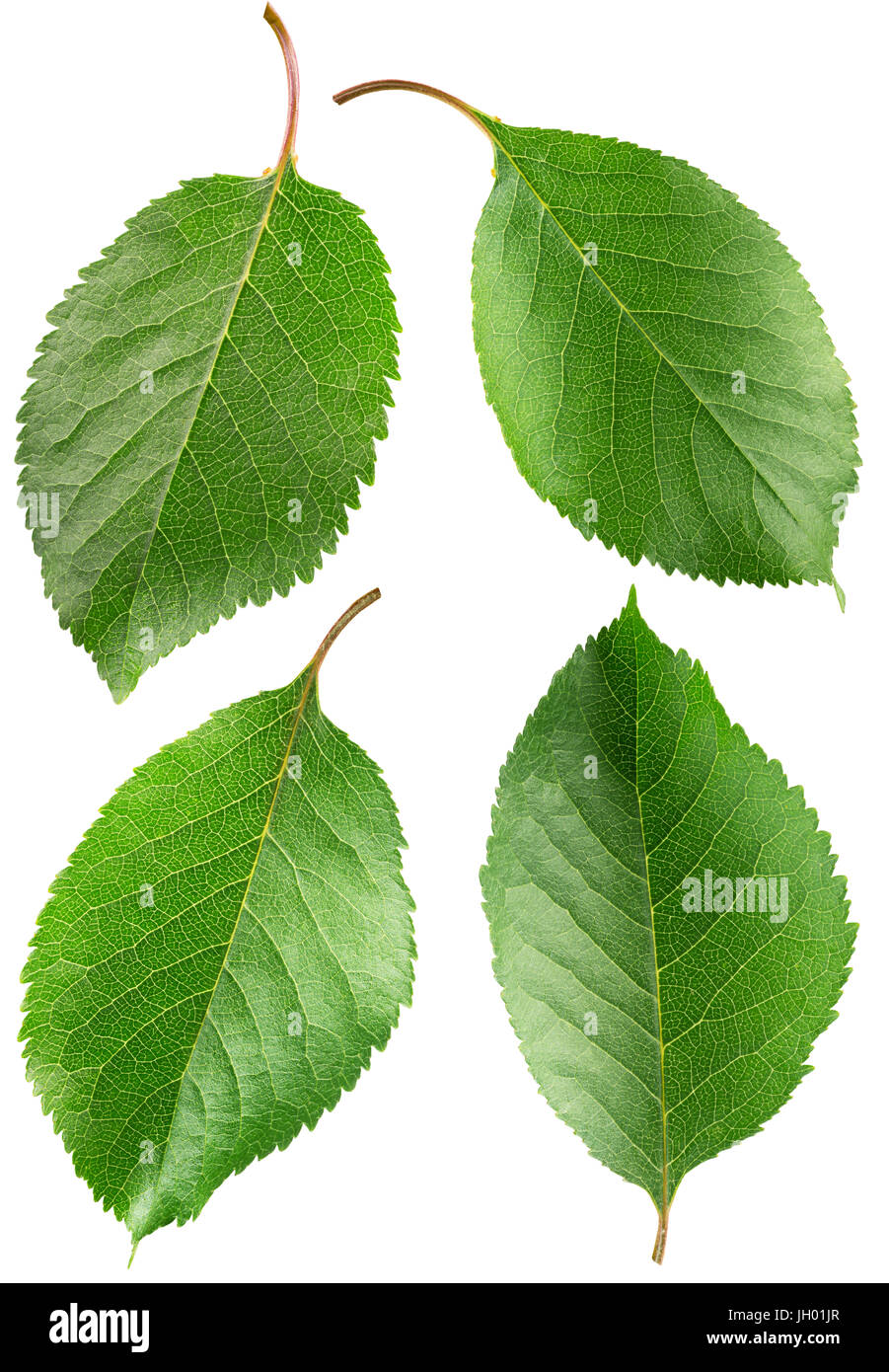 cherry leaves isolated on a white background Stock Photo - Alamy