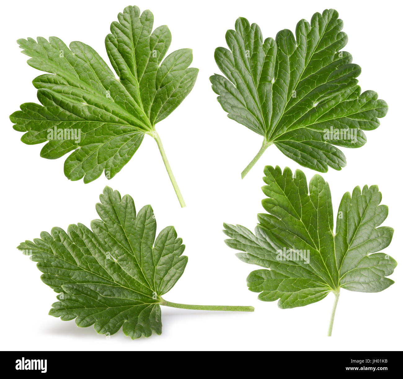 currant leaves isolated on a white background Stock Photo - Alamy